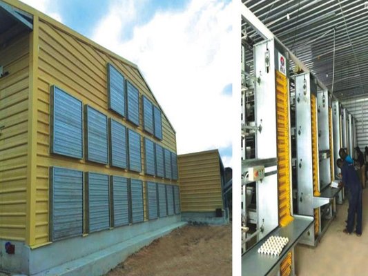 Hot Galvanized Automatic Chicken Cage/Poultry Farm House Design custom steel structure chicken house supplier