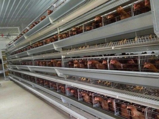 Hot Galvanized Automatic Chicken Cage/Poultry Farm House Design custom steel structure chicken house supplier