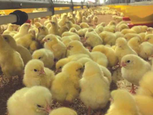 Prefabricated Steel Structure Broiler House for Poultry Shed Cage Layer Chicken House china Broiler Chicken House supplier