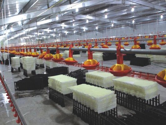 Prefabricated Steel Structure Broiler House for Poultry Shed Cage Layer Chicken House china Broiler Chicken House supplier
