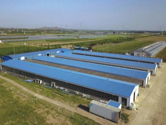 Prefabricated Steel Structure Broiler House for Poultry Shed Cage Layer Chicken House china Broiler Chicken House supplier