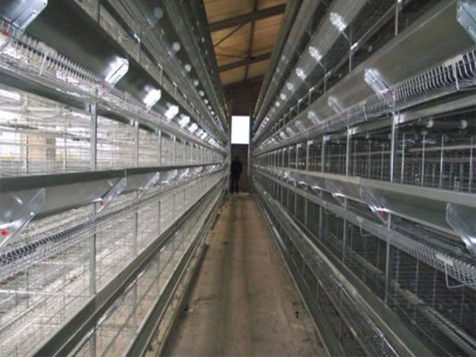 Hot Galvanized Automatic Chicken Cage/Poultry Farm House Design custom steel structure chicken house chicken house supplier