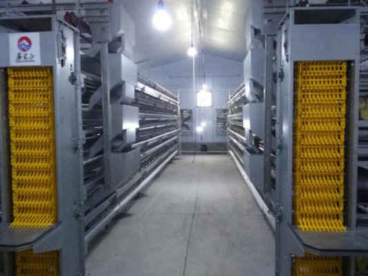 Steel Structure Chicken House Design chicken house for sale Cage Layer Chicken House china supplier