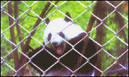 Hot Dipped Galvanized Chain Link Fencing , Horse / Panda / Deer Farm Fencing supplier