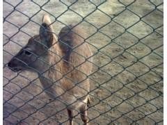 Construction Animal Chain Link Fencing Galvanized Iron Wire Mesh RAL6005 supplier