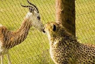 Construction Animal Chain Link Fencing Galvanized Iron Wire Mesh RAL6005 supplier