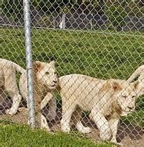 Construction Animal Chain Link Fencing Galvanized Iron Wire Mesh RAL6005 supplier