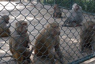 Construction Animal Chain Link Fencing Galvanized Iron Wire Mesh RAL6005 supplier