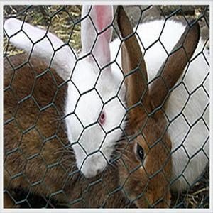 Zinc Plated Hexagonal Wire Mesh Poultry Chicken / Rabbit Cage Wire Mesh supplier