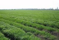 Shaoxing Shangyu Wanshid Wheat corporation