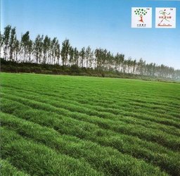 Shaoxing Shangyu Wanshid Wheat corporation