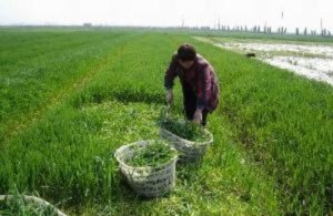 Shaoxing Shangyu Wanshid Wheat corporation