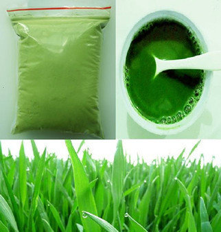 Freshly Made 120mesh Pure Barley Grass Powder for Health Care Supplement