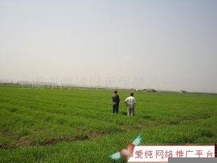 NOP usda JASS cetified Organic Oat Grass  powwder  Factory Direct Sale