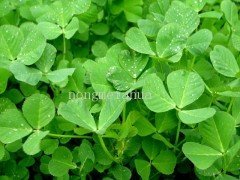 100%Purity Quality Alfafa Powder China Origin Wholesale