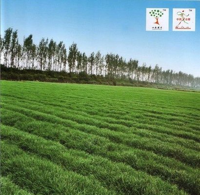 JAS USDA EU  Organic Barley Grass Powder  Pure Natural 200mesh Real Manufacturer