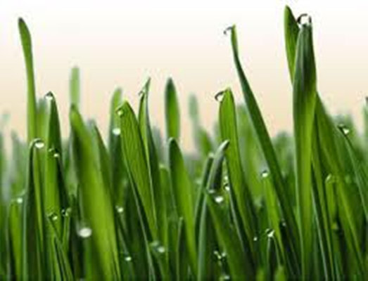 Oat Grass Powder Oat Grass Juice Powder High Quality Health Care Product Exporter