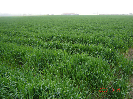 Food Grade Dietetic Drink Wheat Grass Juice Powder Professional Supplier