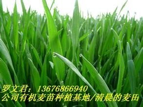 Powdered Wheat Grass Drink ORGANIC 300Mesh Professional Manufacturer