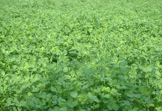 Kosher Certified Alfalfa Powder Alfalfa Grass Extract Powder Green