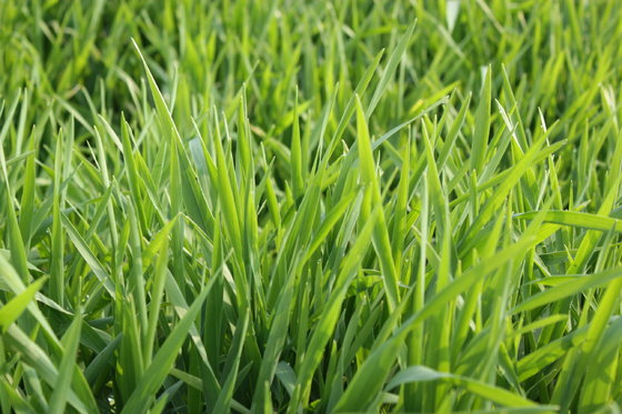 Bio Oat Grass Powder Dehydrated Oat Grass Powder Green ORGANIC CERTIFIED