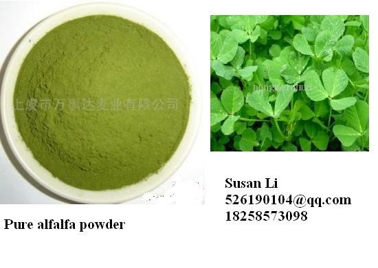 Cereal Grass Powder Alfalfa Grass Powder Lucerne Powder for Health and Nutritional Supplement