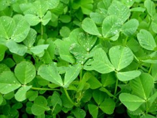 Cereal Grass Powder Alfalfa Grass Powder Lucerne Powder for Health and Nutritional Supplement