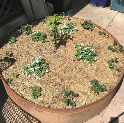 Corten steel flower bed border garden edging steel corten-steel-garden-edging
