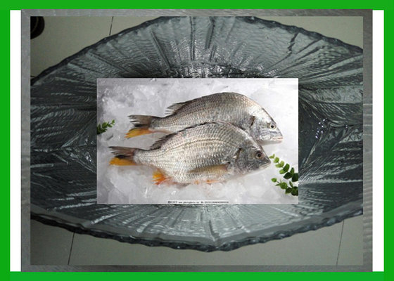 Customized Insulating Liner Styrofoam Box Liners Keep Seafood Cold During Delivery
