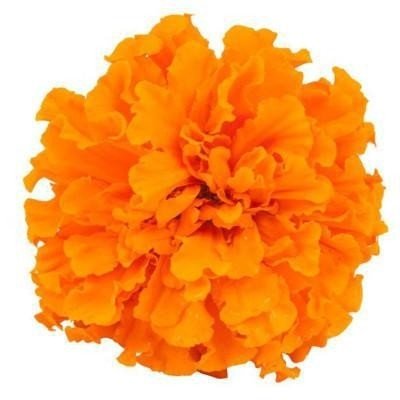 TNN Max V Lutein Ester