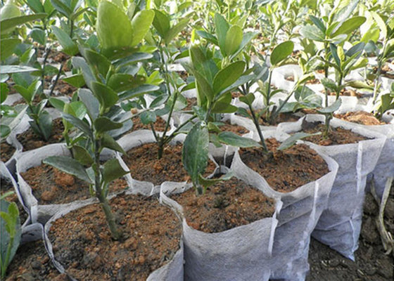 Anti-UV PP Spunbonded Agriculture Non Woven Landscape Fabric Eco-Friendly