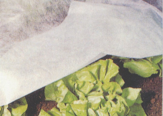 Spunbond Non Woven Agriculture Cover Fabric , Landscape PP Fabrics for Green House