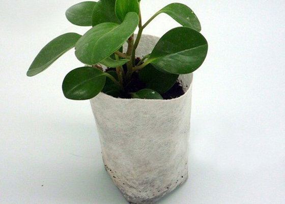 Greenhouse PP Film Spunbond Non Woven Landscape Fabric with 100% polypropylene