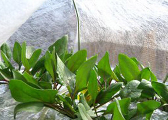 Tear Resistant Spun Bonded Non Woven Weed Control Fabric for Agriculture and Landscape Industry
