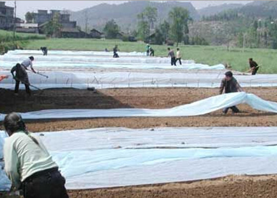 Transparent Non Woven Landscape Fabric