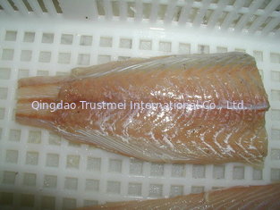 Frozen saithe  tails skinless PBO IQF