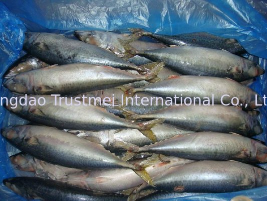 Frozen Pacific mackeral W/R, fillets