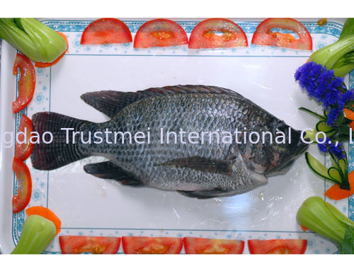 Frozen tilapia WGS