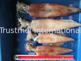 Frozen squid tubes (Loligo Chinenesis )