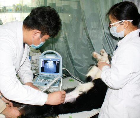 Portable Veterinary Ultrasound KX5600V Herd Health Pet Bovine Swine Ovine Equine Dog Cat Ultrasound Sonar