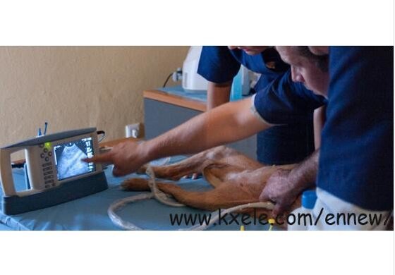 Portable Veterinary Ultrasound KX5100V Herd Health Pet Bovine Swine Ovine Equine Dog Cat Ultrasound Sonar