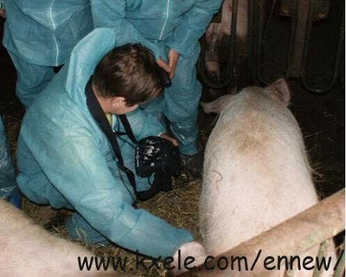 Portable Veterinary Ultrasound MSU1 Herd Health Swine Ovine Ultrasound Sonar