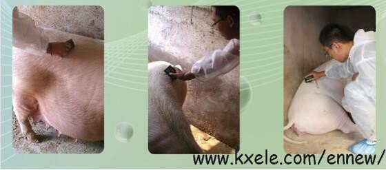 UT01 Backfat Tester for Swine/Ovine Herd Health Backfat measurement