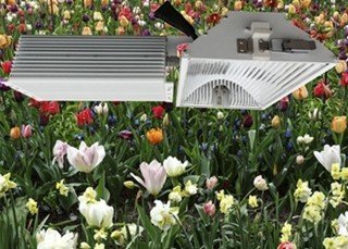 China 1000 Watts Safety Indoor Grow Lights , Energy Saving CMH Grow Light For Weed supplier