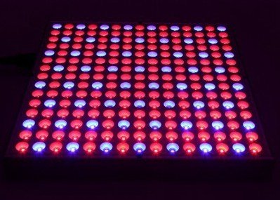 Flat Panel Stylish Indoor Grow LED Lights 38W 45W 310 x 310 x 35mm Convenient supplier