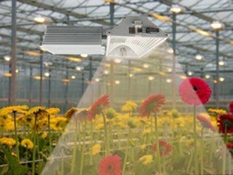 Intense Light DE Grow Light 1000W 0.98 Power Factor  Low Frequency For Orchids supplier