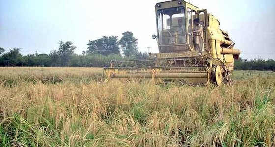 Glyphosate 480 g/L SL/herbicides/glifosato 48% SL