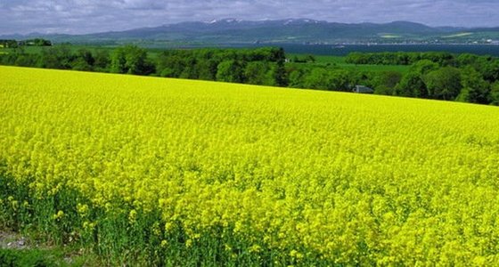 Nicosulfuron 75% WDG/ corn weed killer/ liquid