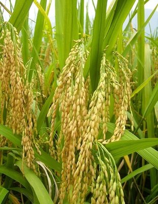 Atrazine 90%WDG/herbicide/Corn/crop weed killer/India market