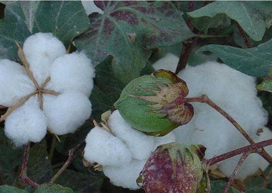 Fipronil 80% WDG/Off-white granule/Brazil and pakistan market